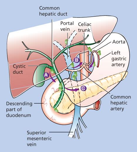 Gallbladder And Bile Duct Cancer Oncohema Key