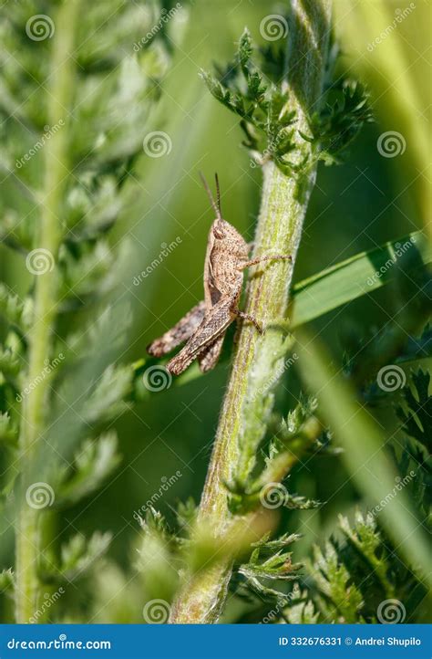 Grasshopper Green Vegetation In Nature Macro Stock Image Image Of