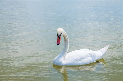 호수에서 수영하는 우아한 흰색 백조 야생에서 백조 호수에서 수영하는 하얀 백조의 초상화 강에 대한 스톡 사진 및 기타 이미지