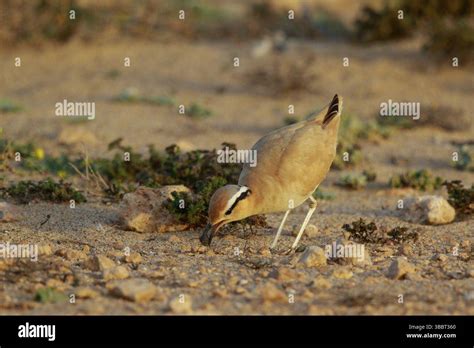 Cream Colored Courser Cursorius Cursor With Captured Bug In Its Beak