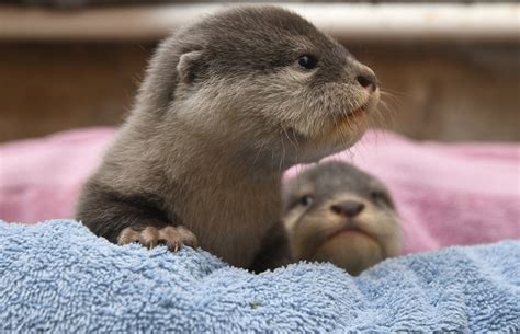 You Otter See This The Santa Barbara Independent