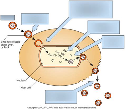 Viral Replication Chapter 6 Diagram Quizlet Viral Replication Chapter 6 Diagram Quizlet