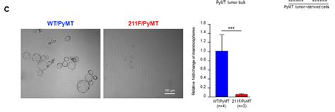 Y211 Phosphorylation Is Important For Maintaining The Stemness Of Download Scientific Diagram