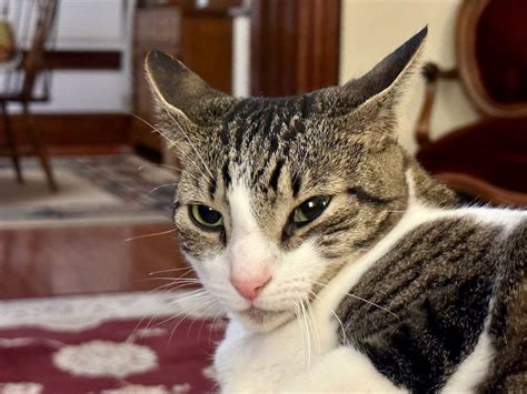 Apple IPhone Pro Max Review PCMag