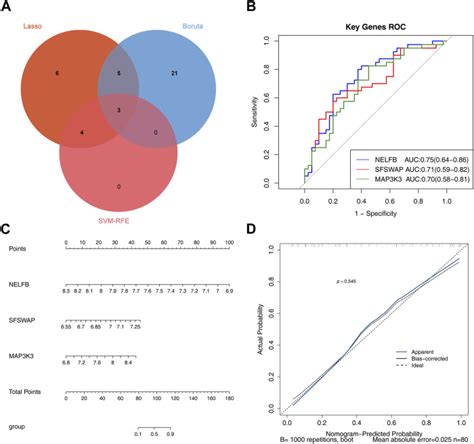 Identification Of Mitophagy Related Biomarkers In Human Osteoporosis Based On A Machine Learning