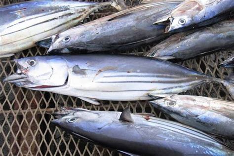 Пеламида - что за рыбы, черноморская, атлантическая