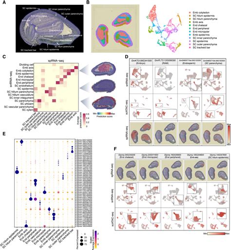 A Spatially Resolved Multi Omic Single Cell Atlas Of Soybean