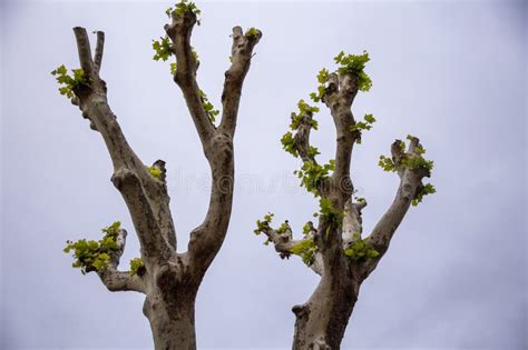 Two Similar Trees With Bare Trunks And The First Spring Leaves Against The Uniform Gray Sky