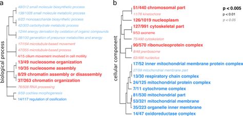 hierarchical clustering of enriched a biological process and b