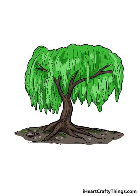 Willow Tree With Roots Drawing Willow