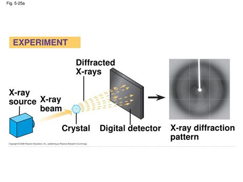 Amino Acids Are Linked By Peptide Bonds Ppt Download