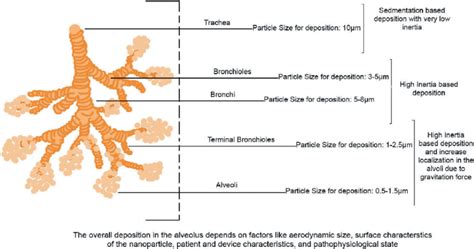 Inhaled Aerosol Particle Deposition In Lung According To Their Size Download Scientific Diagram