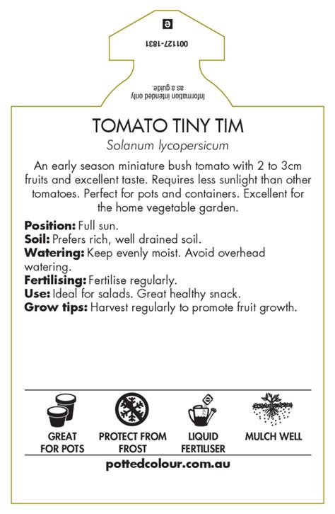 Tomato Tiny Tim Compact And Tasty Patio Pick Potted Colour