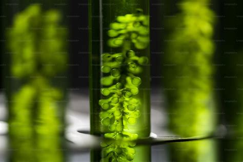 Scientists Are Developing Research On Algae Bio Energy Biofuel Energy Research Photo