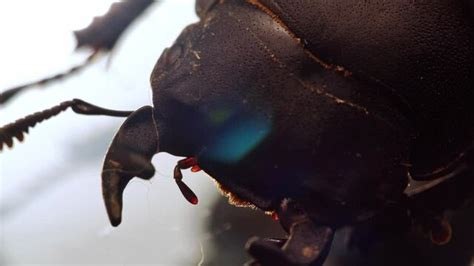 Chitin Imagens Procure 9 748 Fotos Vetores E Vídeos Adobe Stock
