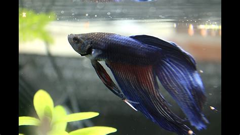 107 Prezentare Peste Betta Betta Splendens Youtube