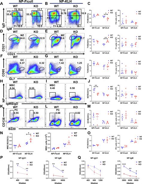 Mapk4 Inhibits The Early Aberrant Activation Of B Cells In Rheumatoid