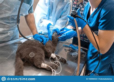 Pet Surgeons Team Make Difficult Operation. Cat Under General Anesthesia on Operating Table Foto ...