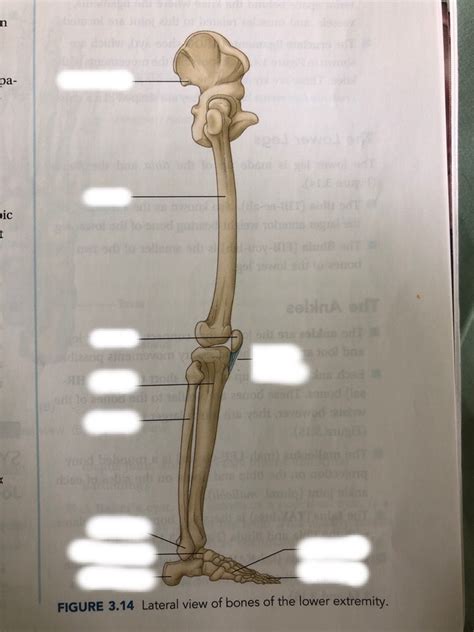 Femur Leg Diagram Quizlet