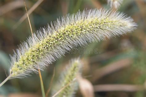 Common Weed Green Foxtail Close Up Setaria Viridis Green Bristlegrass