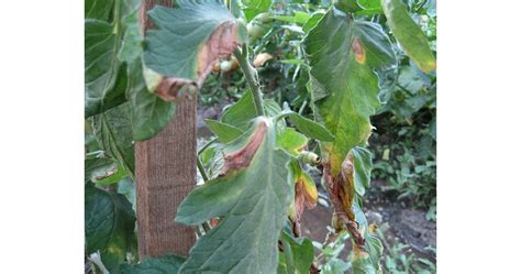 Пръскайте профилактично доматите срещу картофената мана Български Фермер