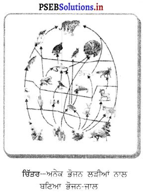 PSEB th Class Science Important Questions Chapter ਸਡ ਵਤਵਰਨ PSEB Solutions
