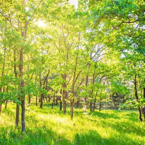 Premium Photo Landscape With Green Forest And Beautiful Nature