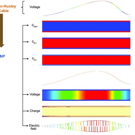 Comparison Of The Cable Theory Based Hodgkin Huxley To The Pnp Model