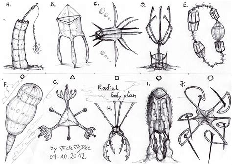 Radial Body Plan By MickMcDee On DeviantArt