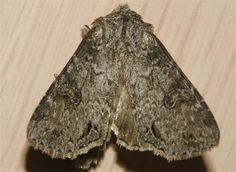 Polia Polia Picture Insect