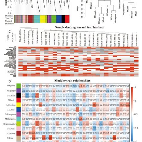Construction Of Wgcna Network A Dendrogram Of Gene Topological