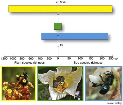 Evolution Pollen Or Pollinators — Which Came First Current Biology