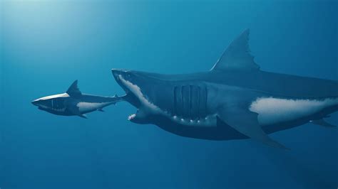 Megalodon The Superpredator That Ate Its Siblings In The Womb Bbc Future