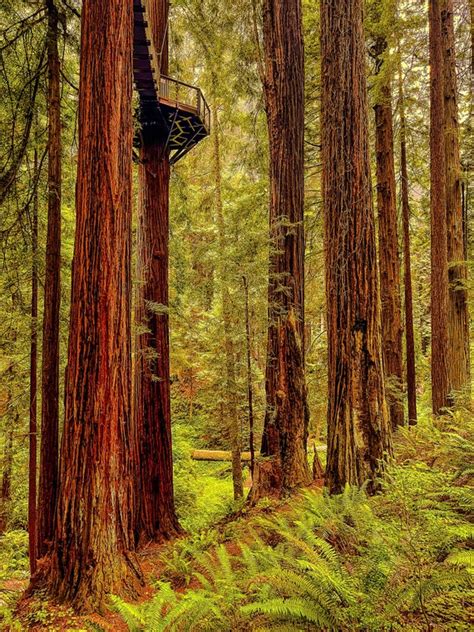 Forest Humboldt County