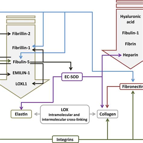 Interactions Between Components Of The Extracellular Matrix In The