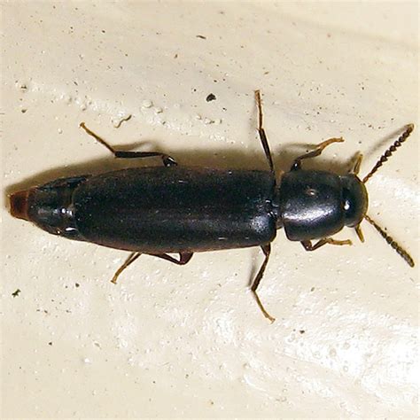 List 105 Pictures Pictures Of Black Beetles Superb
