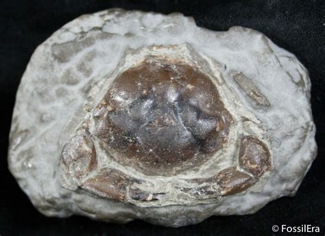 Fossil Crab Pulalius Washington State 2533 For Sale