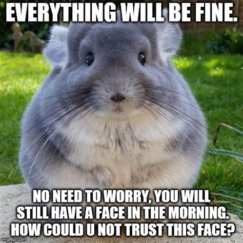 Memes Chinchilla