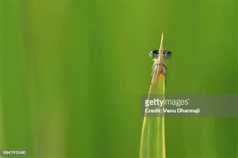 Peek A Bug Photos And Premium High Res Pictures Getty Images