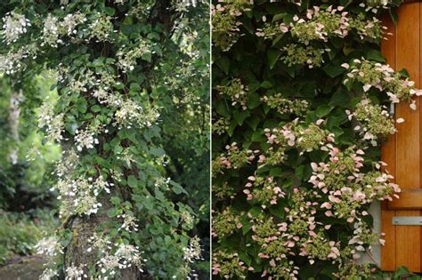 Цветущие Лианы Фото —