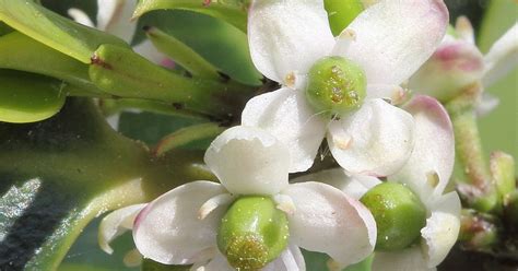 Natives Now Socal Ever Wondered About The Sex Life Of Holly