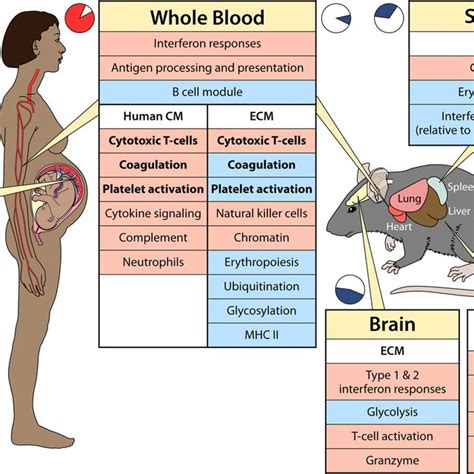 Transcriptomic Host Response To Malaria In Humans And Mice Shown Is A Download Scientific