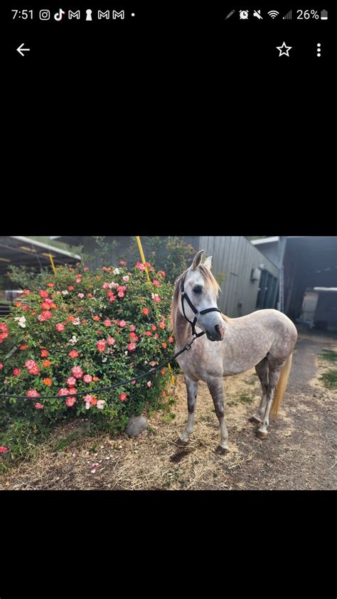 Dainty Rascal Linktree