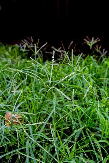 길가 의 풀 배경 일러스트 길가 의 풀 사진 벡터 및 Psd 파일 무료 다운로드 Pngtree