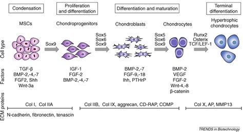 Sequence Of Events Leading To The Differentiation Of Mscs Toward Download Scientific Diagram