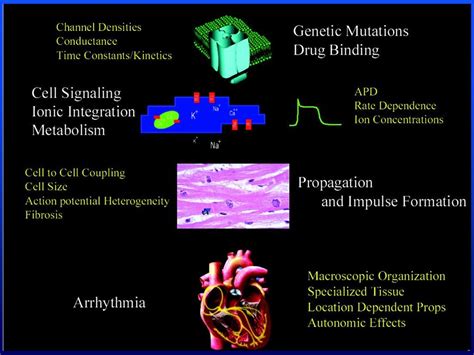 Математическая биология и её приложения - презентация онлайн