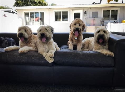 Wheaten Terrier Lab Mix At Brock Kleeberg Blog