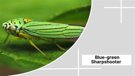 17 Types Of Leafhopper Identification With Pictures