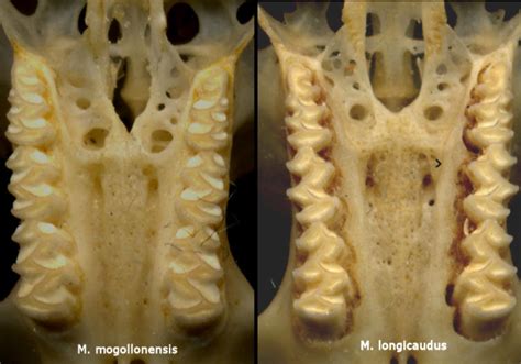 Microtus