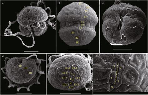 Scanning Electron Micrographs Sem Of B Brevisulcata Strain S1